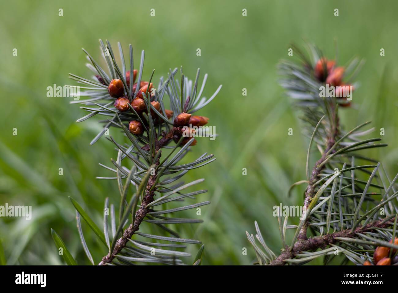 Broken tree stick hi-res stock photography and images - Alamy