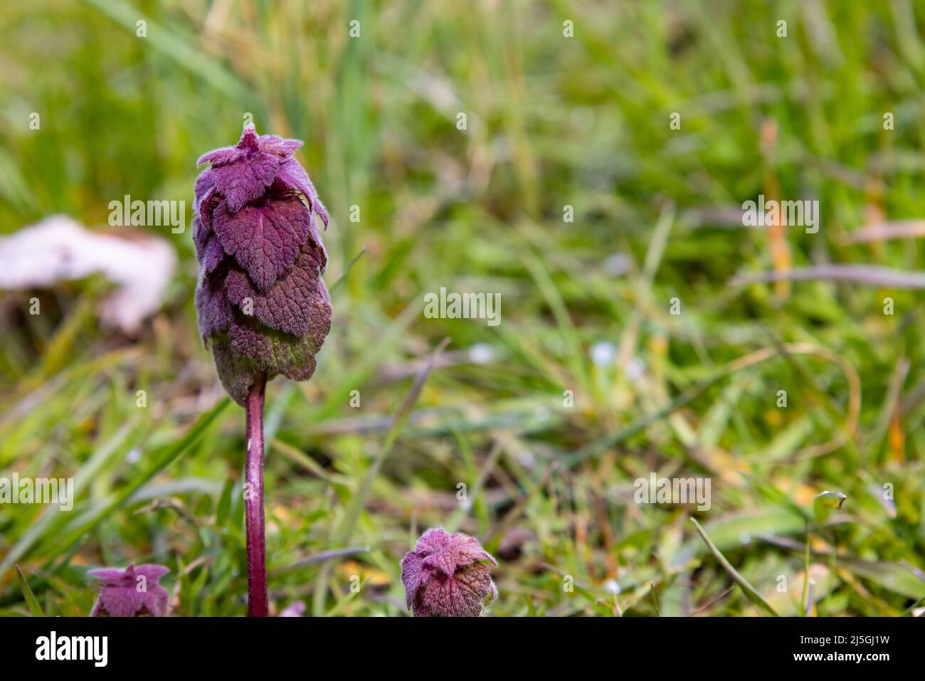 Rich beautirful purple and green colors in field with unique plant ...
