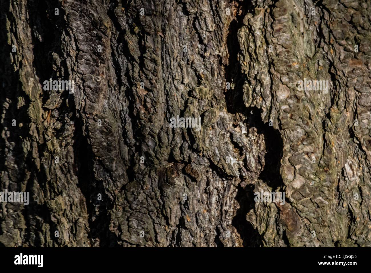 Strange plant structure hi-res stock photography and images - Alamy