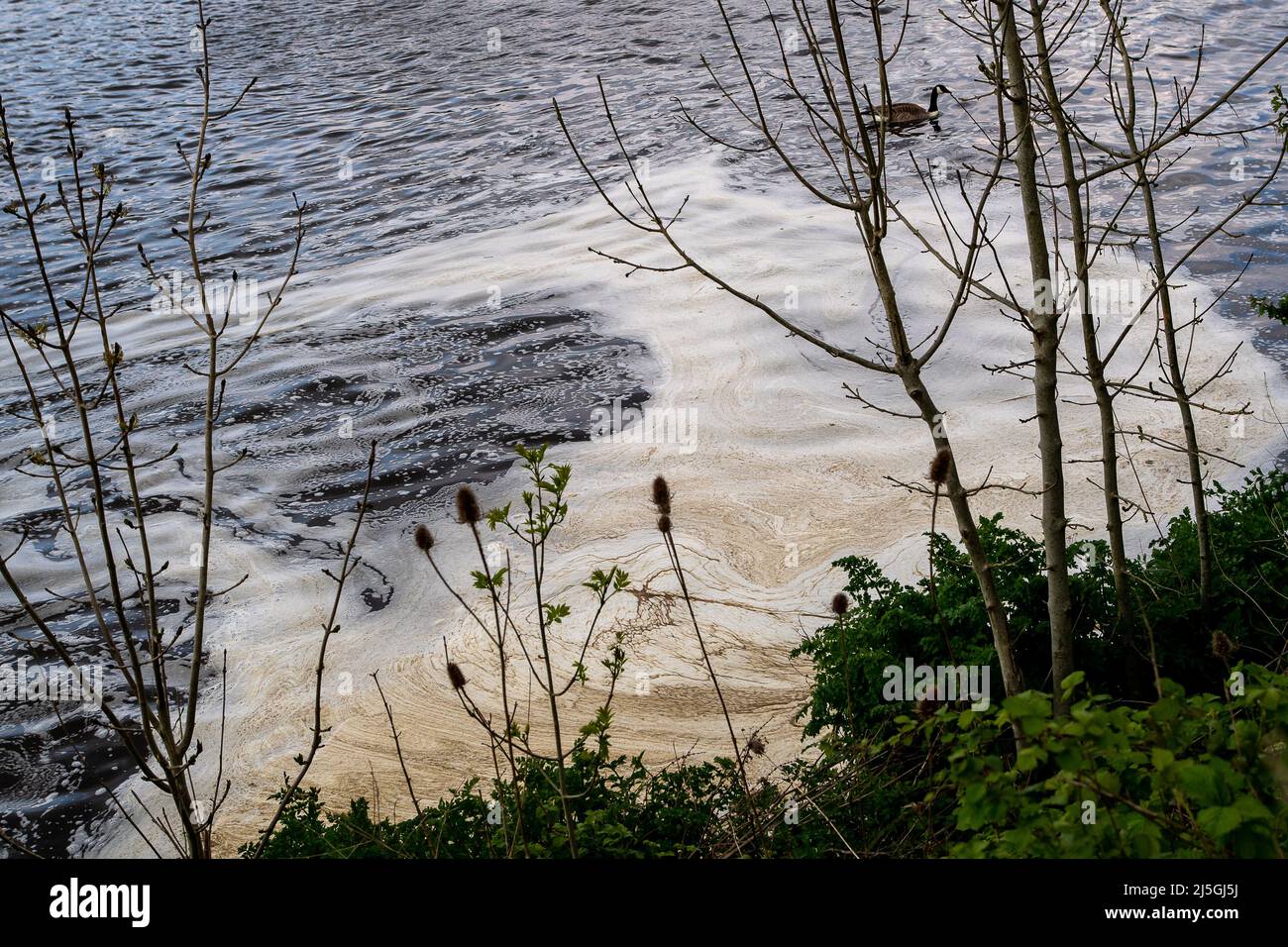 Eton Wick, UK. 23rd April, 2022. Pollution on the Jubilee River ...