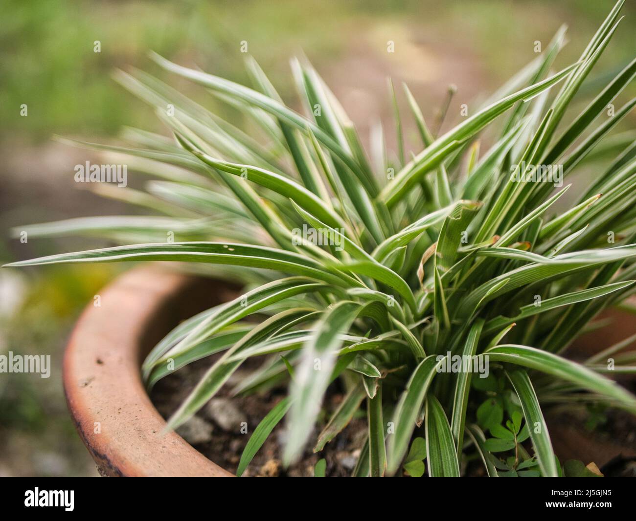 Japanese sedge grass in a vase. Carex morrowii Stock Photo - Alamy