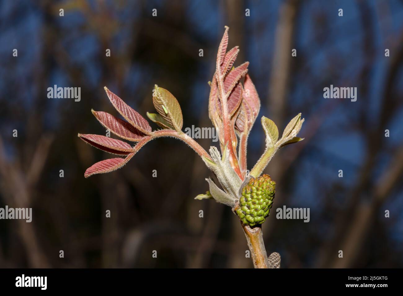 Walnut blooms hi-res stock photography and images - Alamy