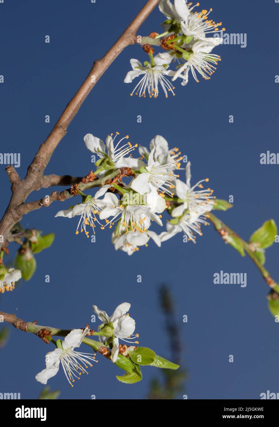 Flowering plum tree, spring in the garden Stock Photo - Alamy
