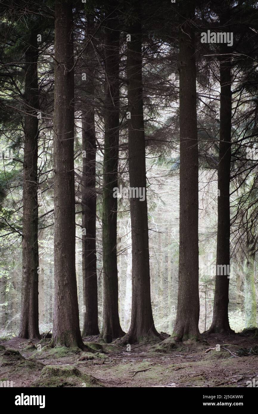 Pine woodland ladock cornwall England uk Stock Photo - Alamy