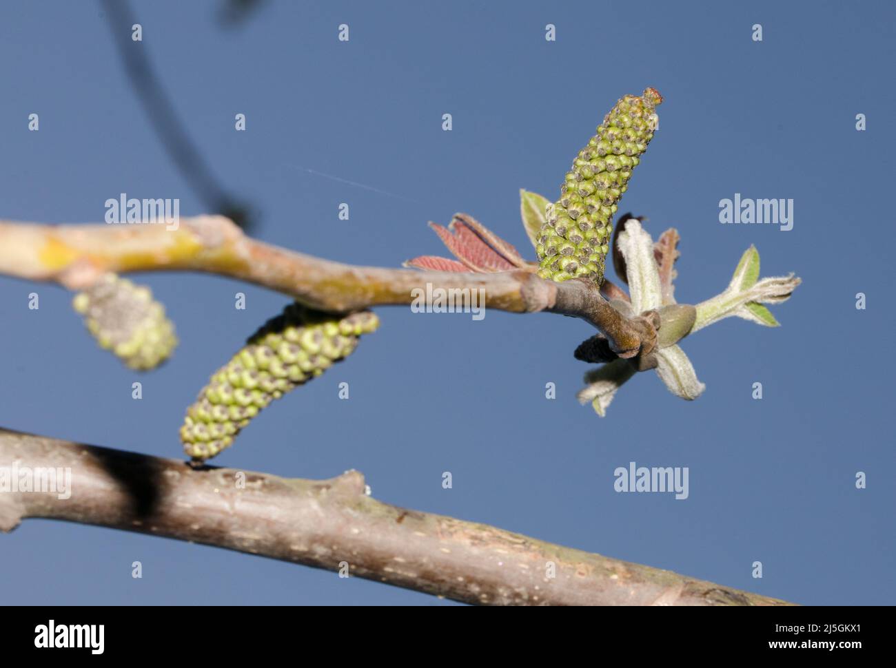 Walnut blooms hi-res stock photography and images - Alamy