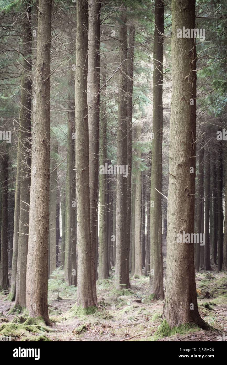 Pine woodland ladock cornwall England uk Stock Photo - Alamy