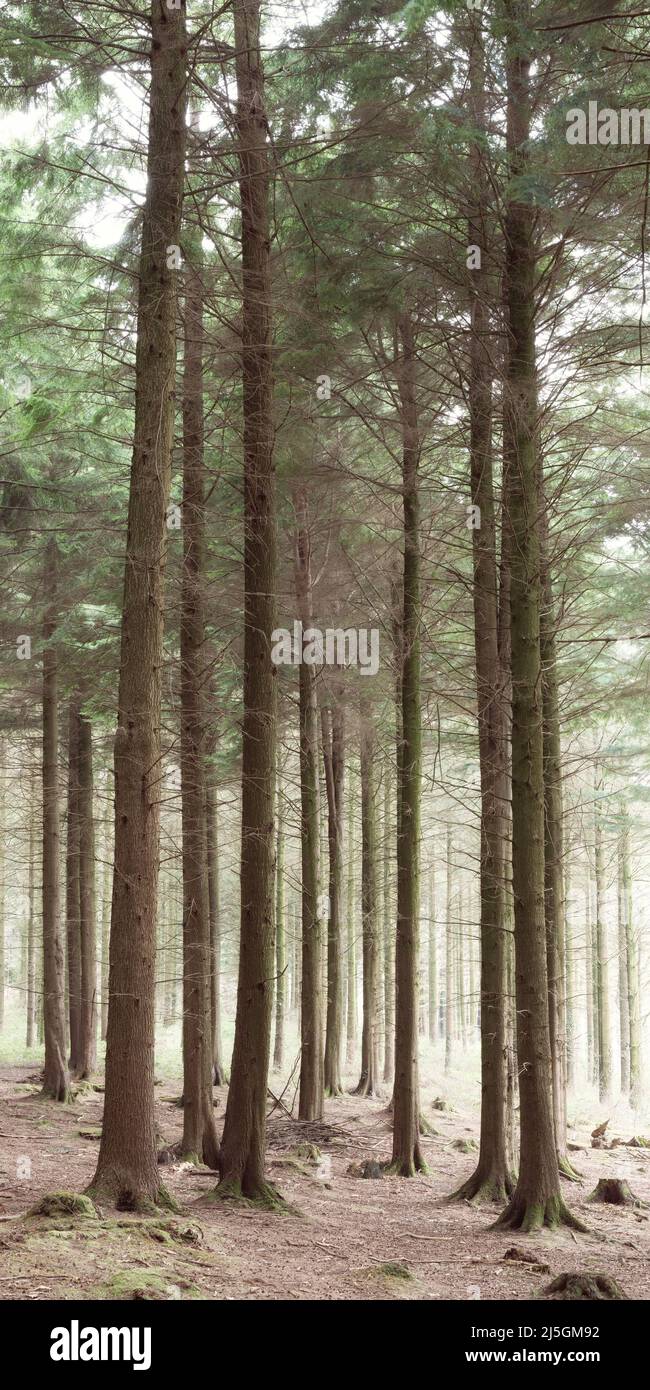 Pine woodland ladock cornwall England uk Stock Photo - Alamy