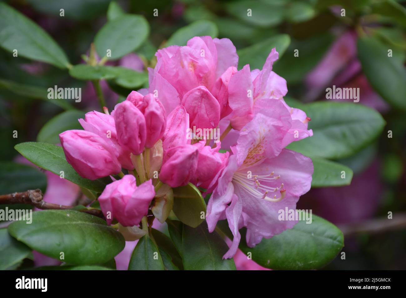Pretty flowering and budding pink rhododendron bush in the spring time ...