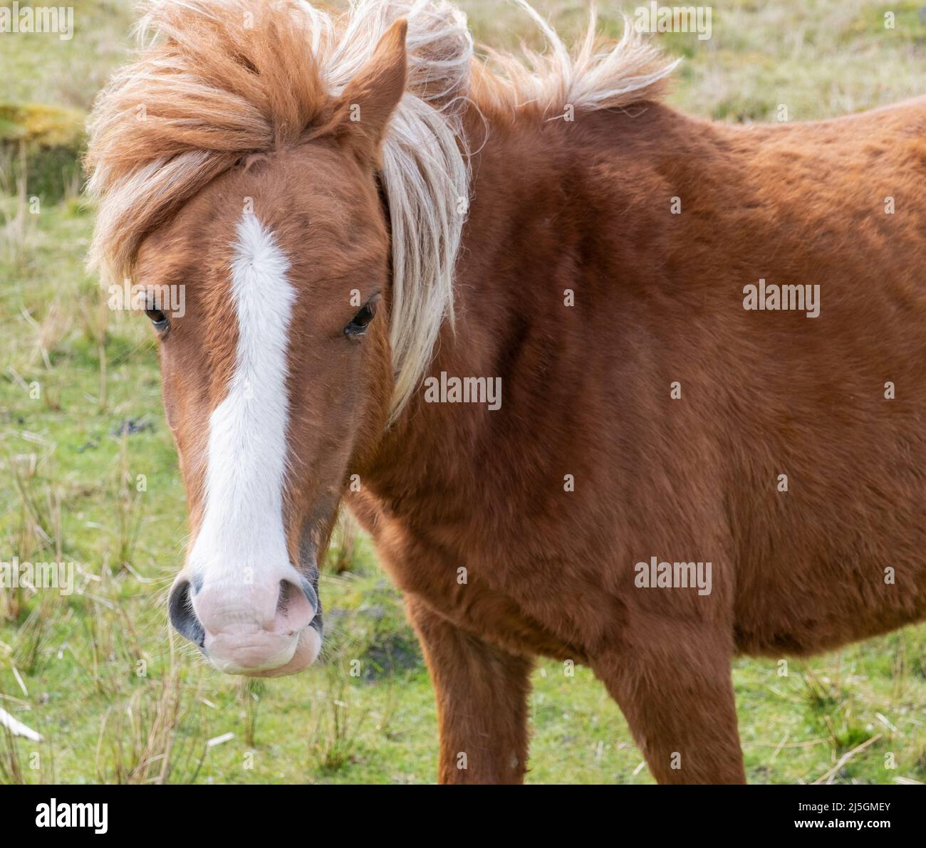 A portrait of a Welsh Mountain pony, photographed on a hill in the ...