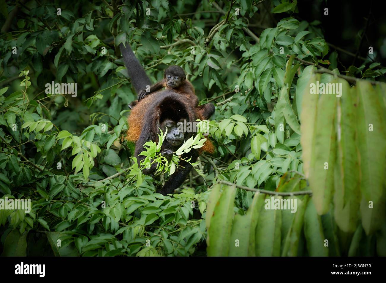 Mantled Howler Monkey (Alouatta palliata) feeding with baby on its back ...