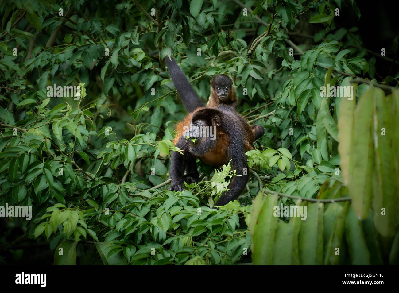 Mantled Howler Monkey (Alouatta palliata) feeding with baby on its back ...