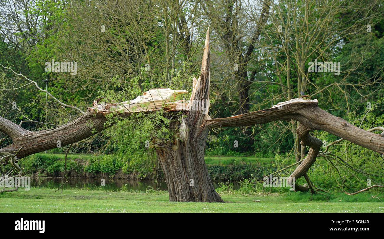Cracked and broken Willow tree by river Stock Photo - Alamy