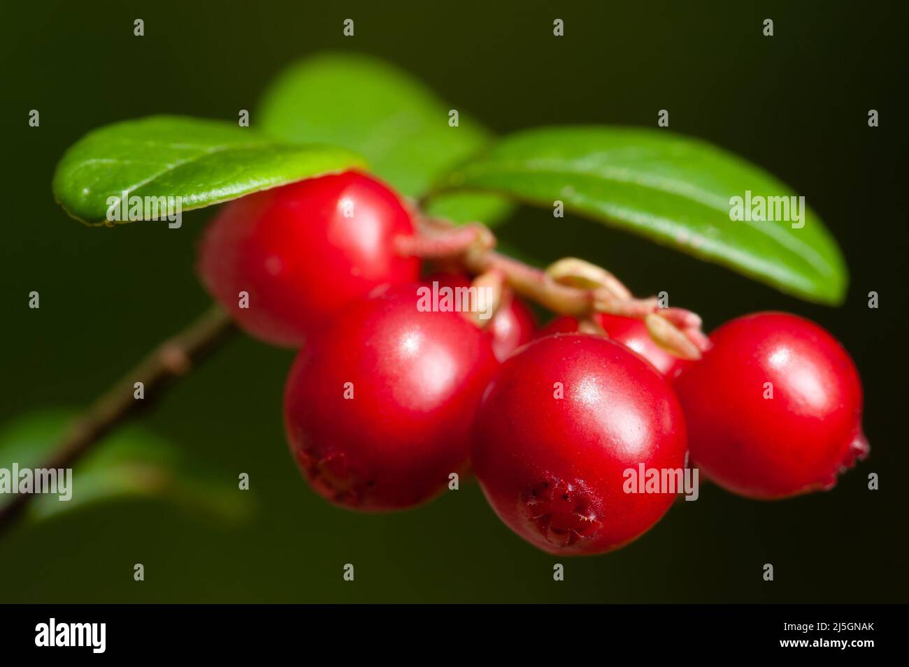 Nature of Europe - large ripe red lingonberries (cowberry) on a branch ...