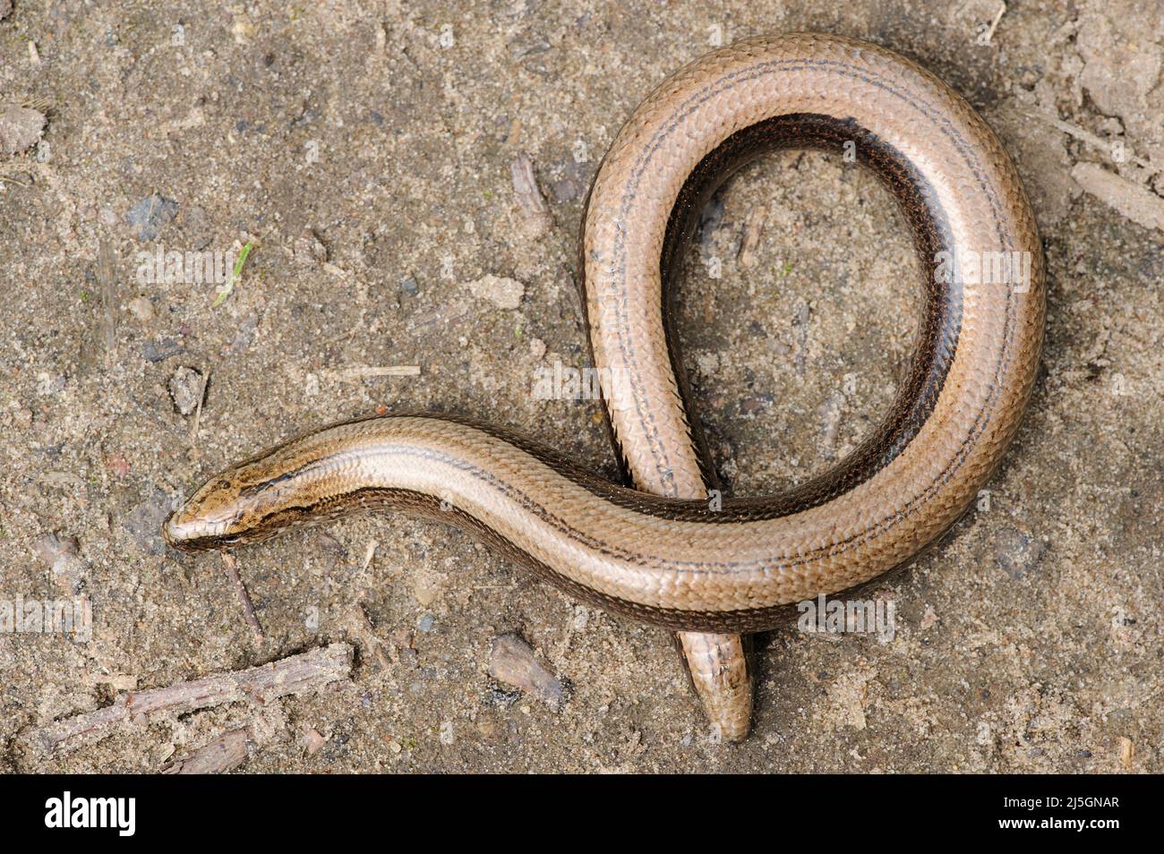 Copper adder hi-res stock photography and images - Alamy