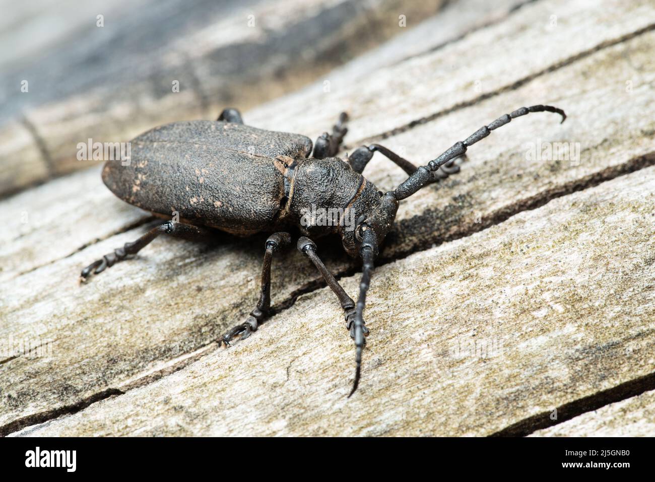 Long-horned weaver beetle (Lamia textor) on a dry tree trunk in a pine ...