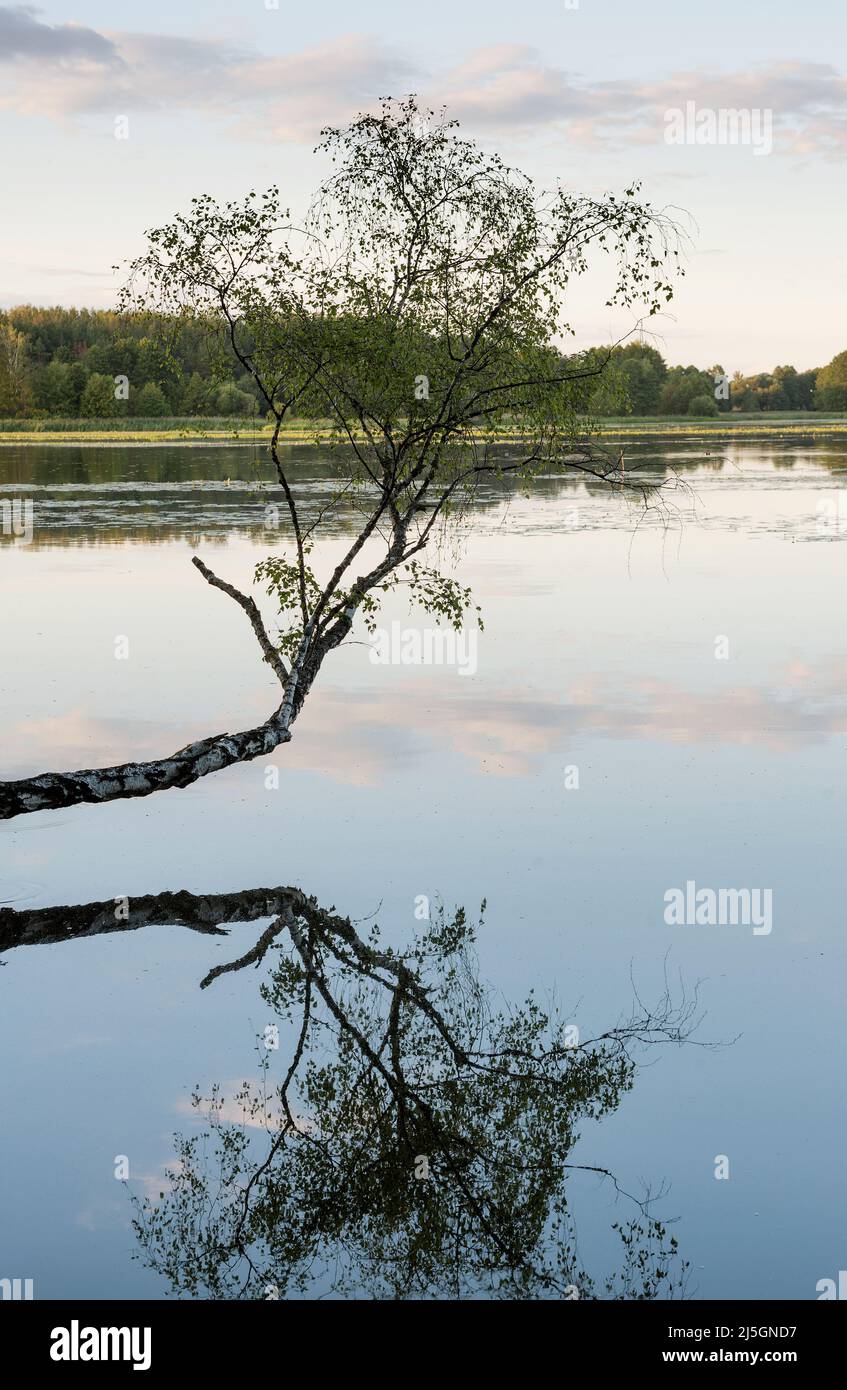 Nature of Belarus, calm serene summer landscape on the lake Stock Photo ...