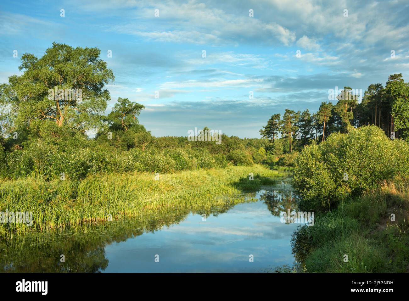 Trees, bushes and water - summer landscape near the Berezina river in ...