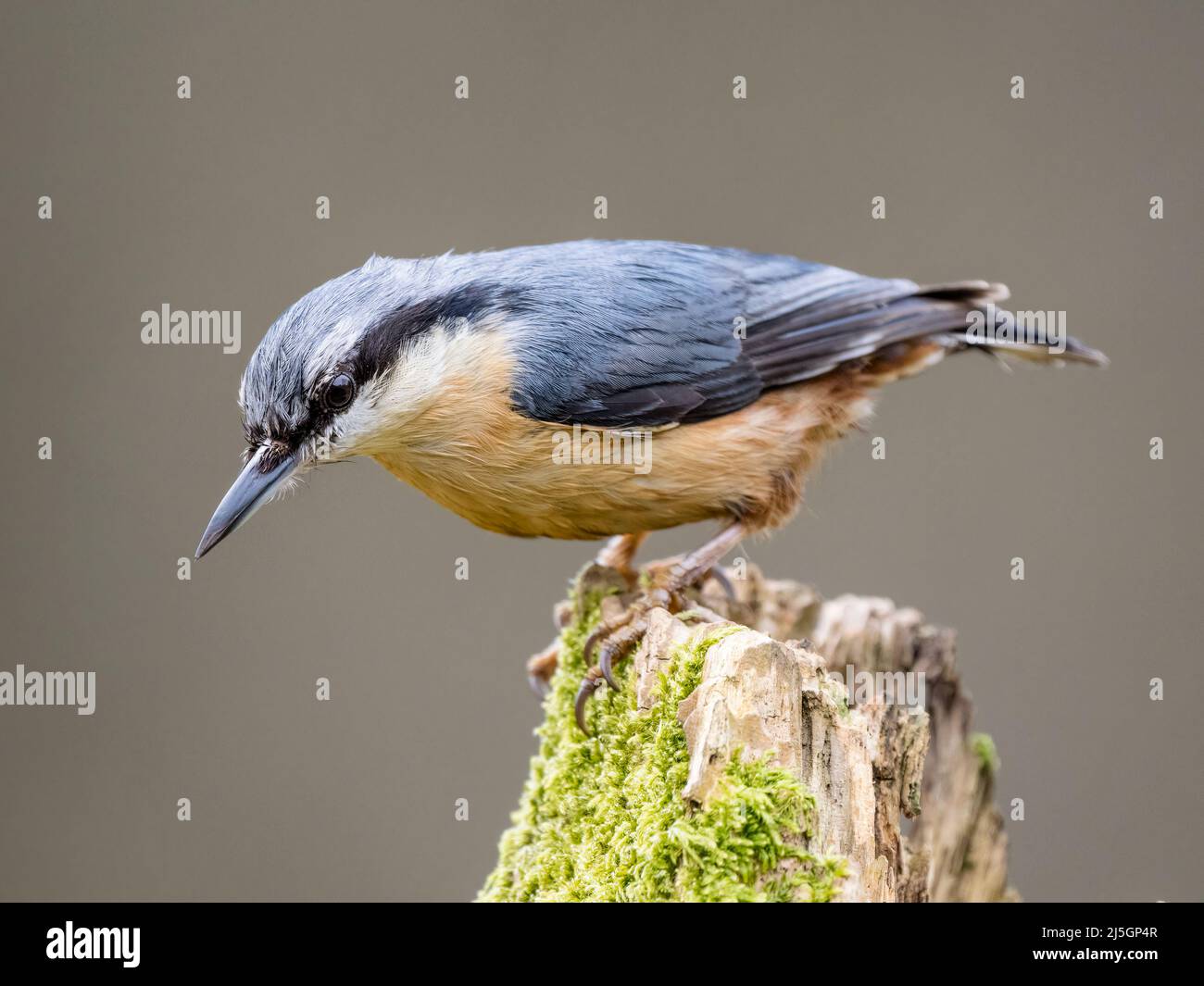 European nuthatch in spring sunshine in mid Wales Stock Photo - Alamy