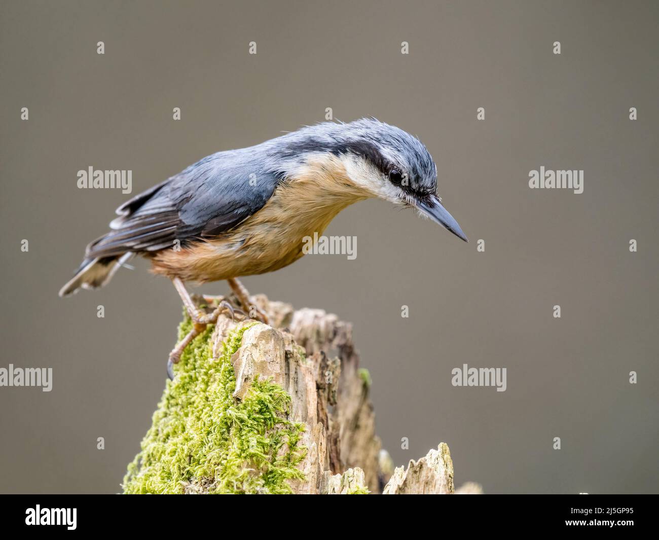 European nuthatch in spring sunshine in mid Wales Stock Photo - Alamy