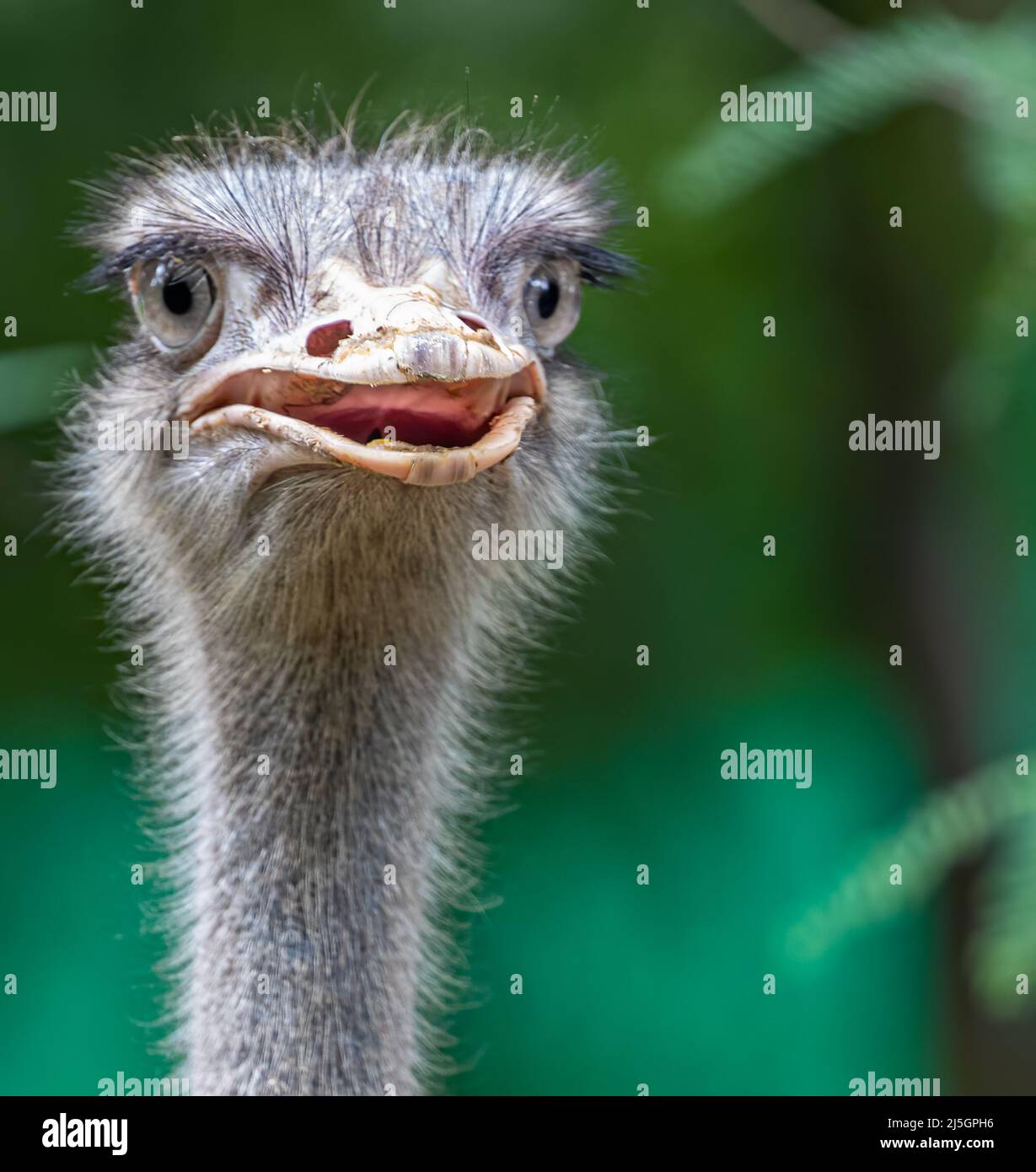 Smiling Ostrich Head Ostrich Smiling Stock Photos, Royalty Free