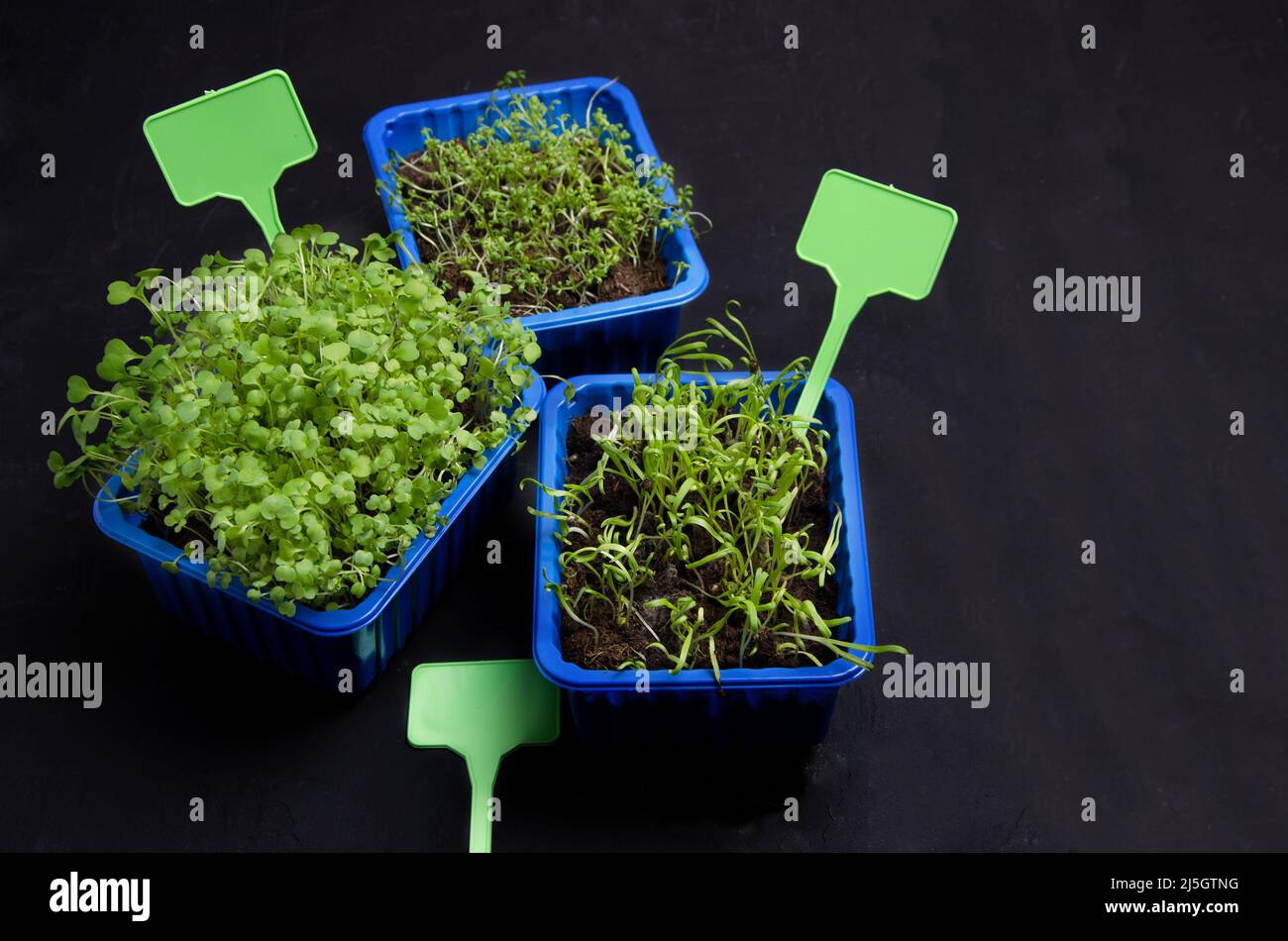 Using plastic trays from vegetables to grow microgreens at home is ...