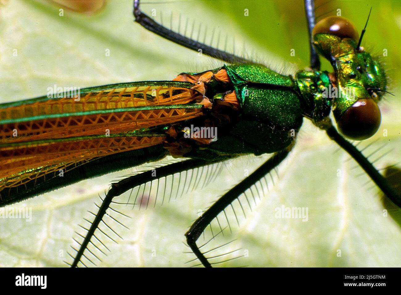 Insect structure hi-res stock photography and images - Alamy