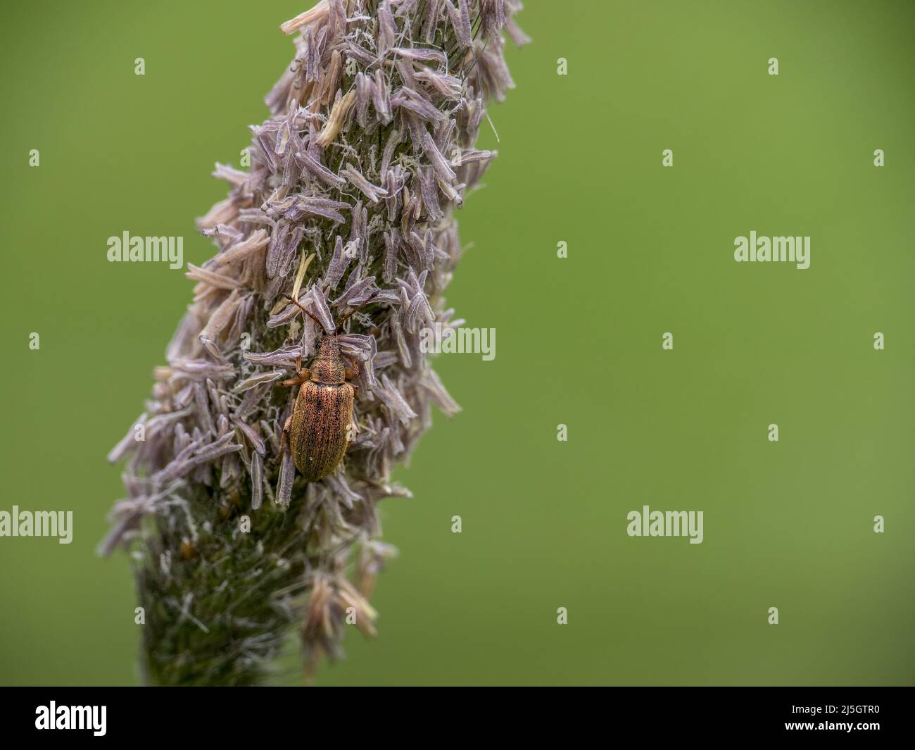Common leaf weevil beetle hi-res stock photography and images - Alamy