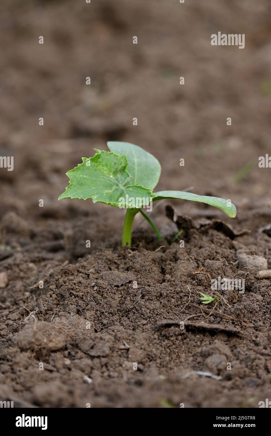 Gourd seedling vine in hi-res stock photography and images - Alamy