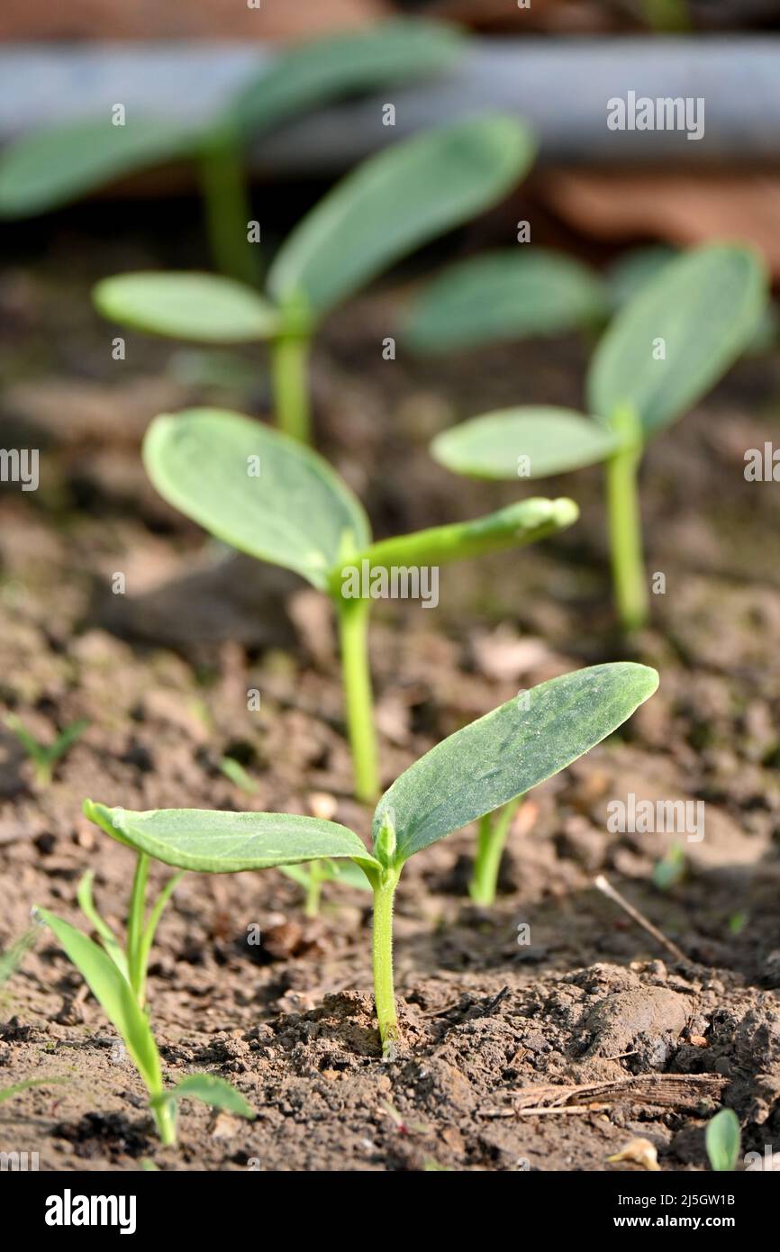 closeup the bunch ripe green round gourd vine plant seedling and soil ...
