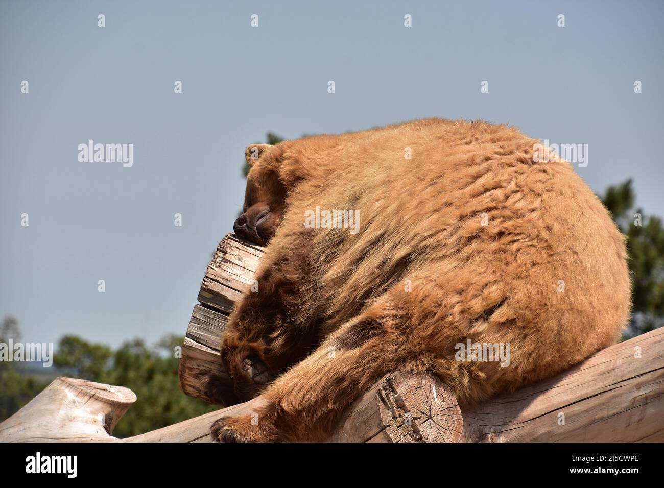 Cub bear sleep tree hi-res stock photography and images - Alamy