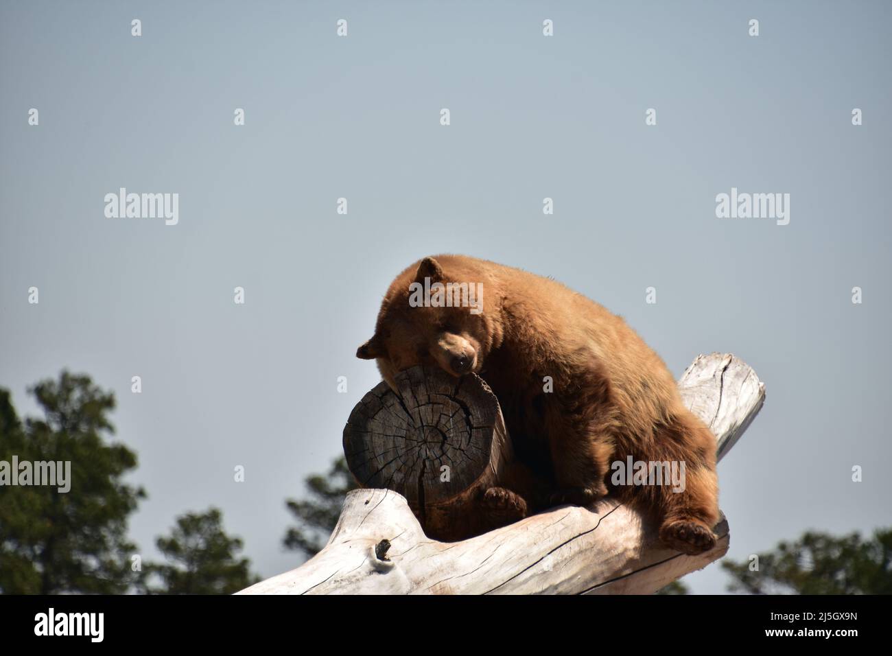 Cute resting black bear on a stack of logs in a pile Stock Photo - Alamy