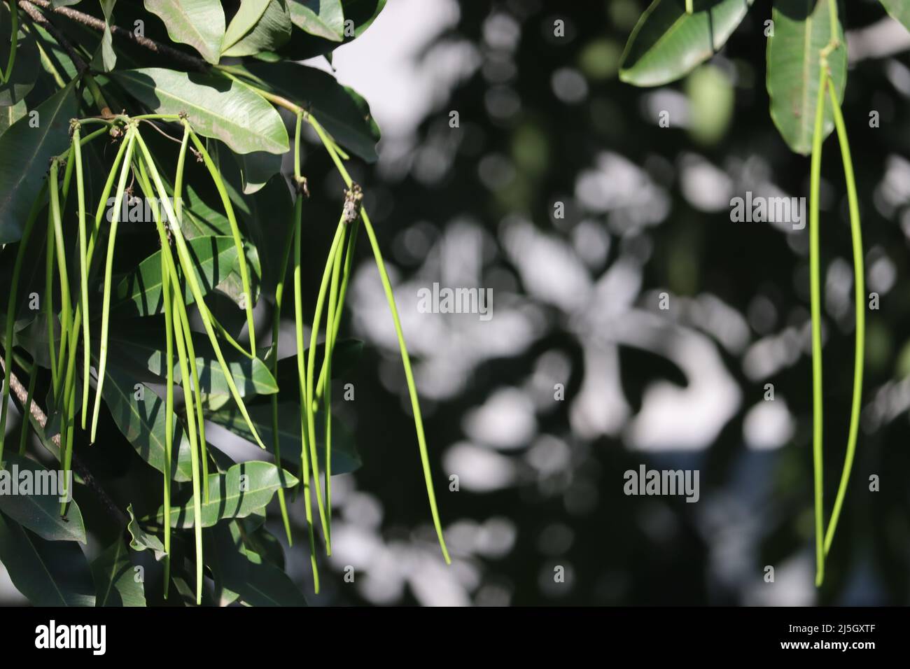 Pendulous, two lobed, dehiscent follicle, spindle shaped and Long fruit ...