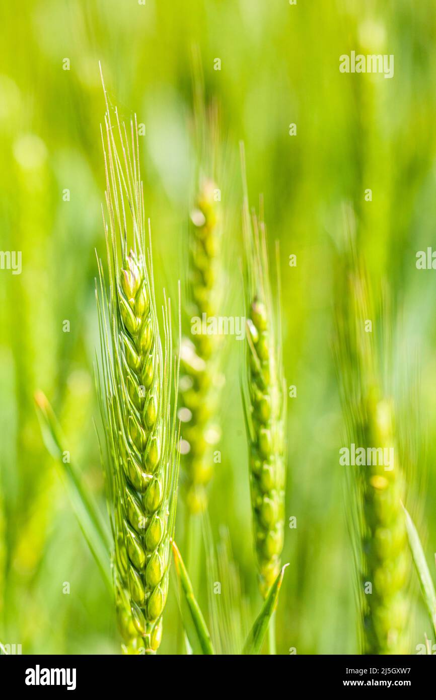 Barley - Hordeum Vulgare-, Els Gallecs, Natural Reserve, Mollet del ...