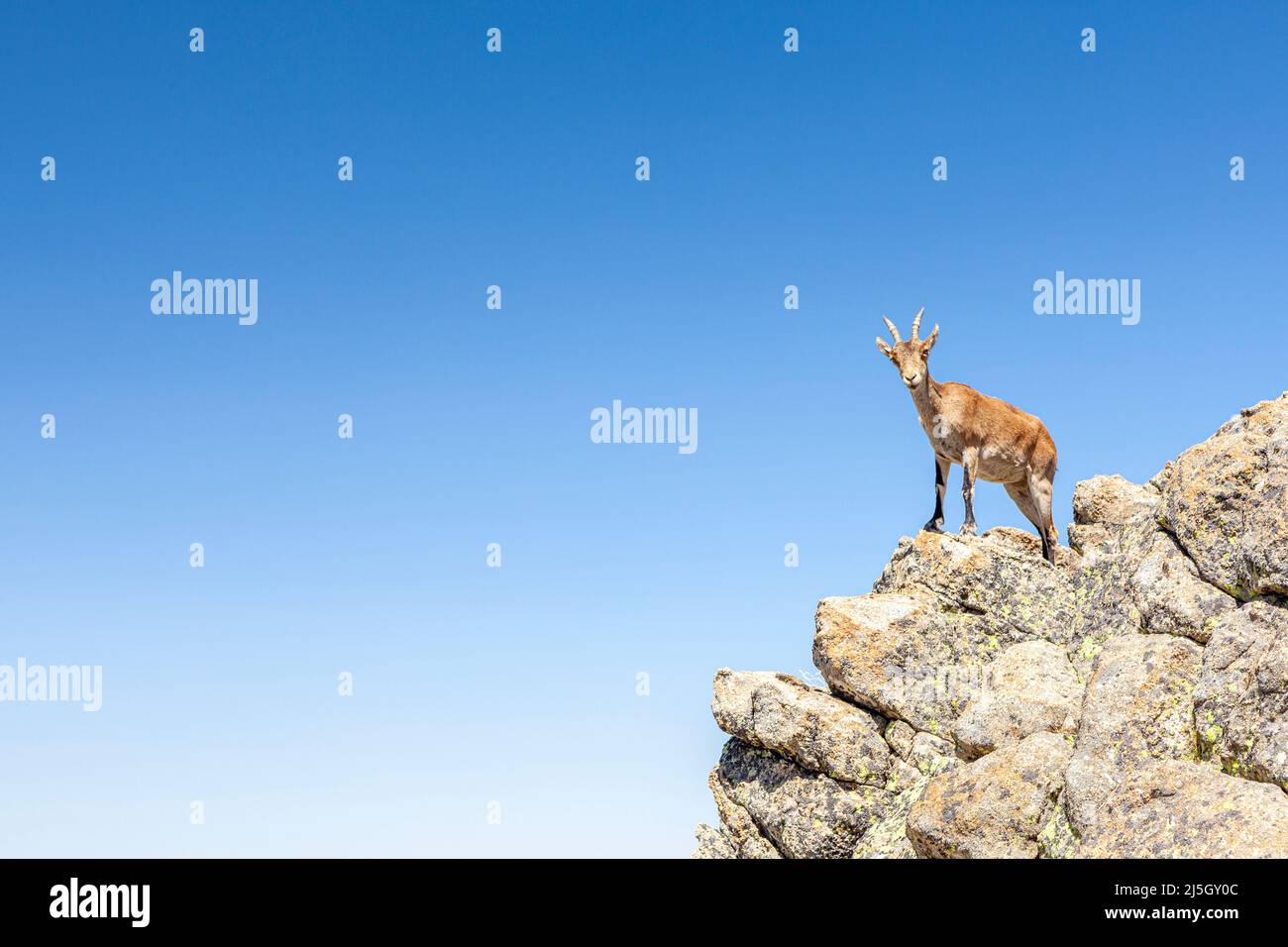 Iberian Ibex - Capra pyrenaica -, Natural Park of Sierra de Gredos ...