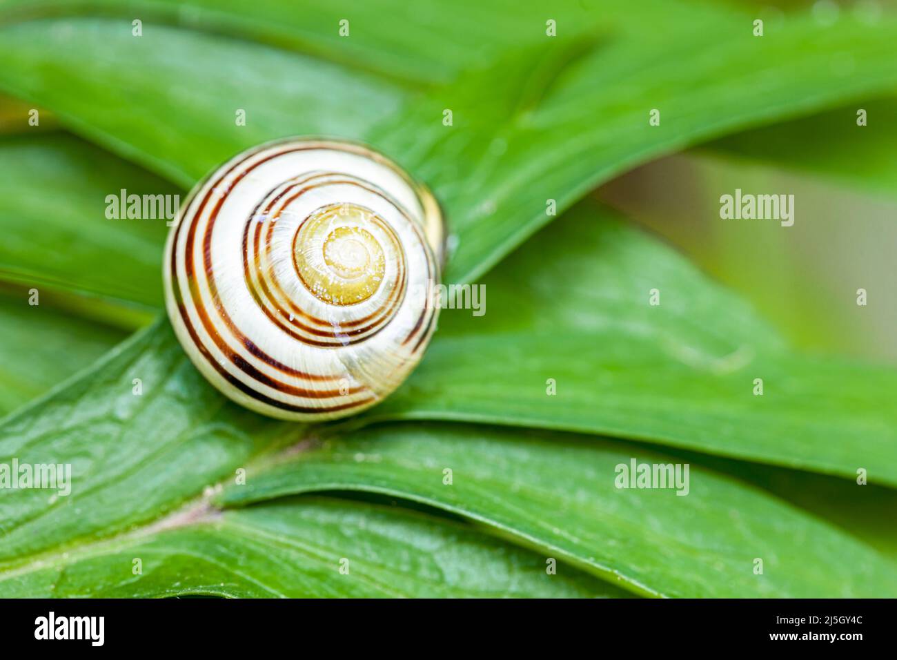 Moluscos de caracol hi-res stock photography and images - Alamy
