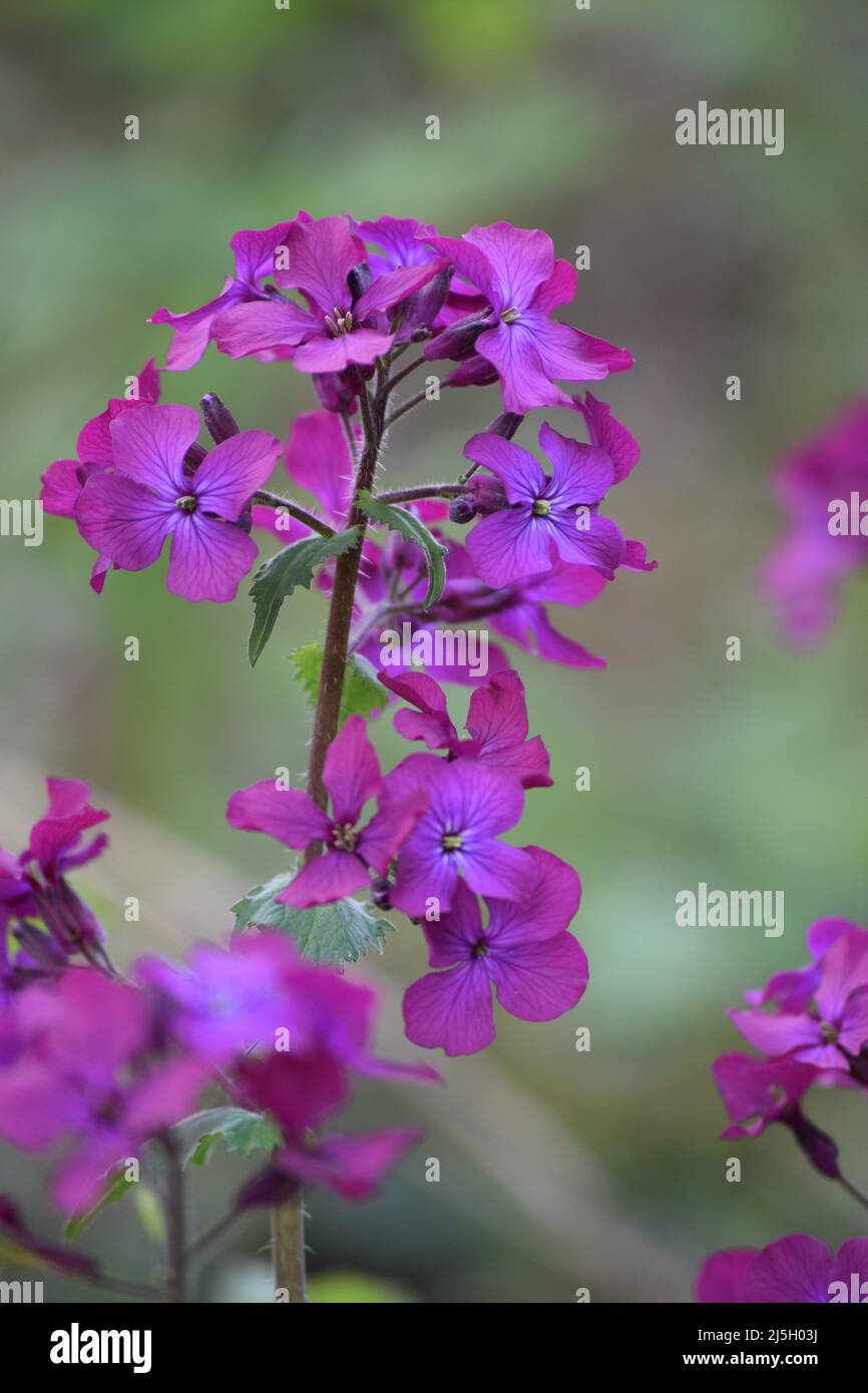 blooming Sweet rocket before Nightfall Stock Photo - Alamy