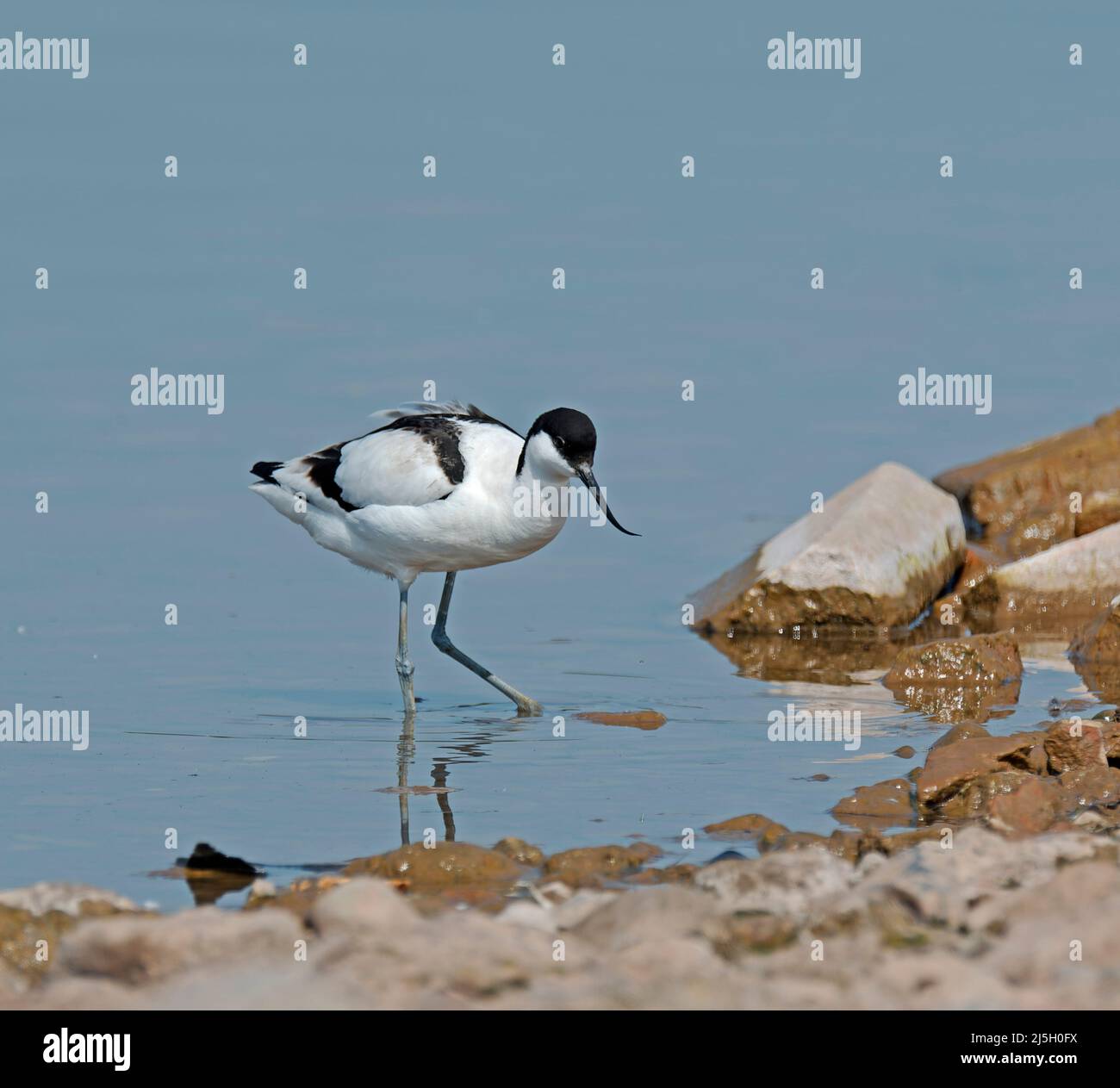 Black and white avocet hi-res stock photography and images - Alamy