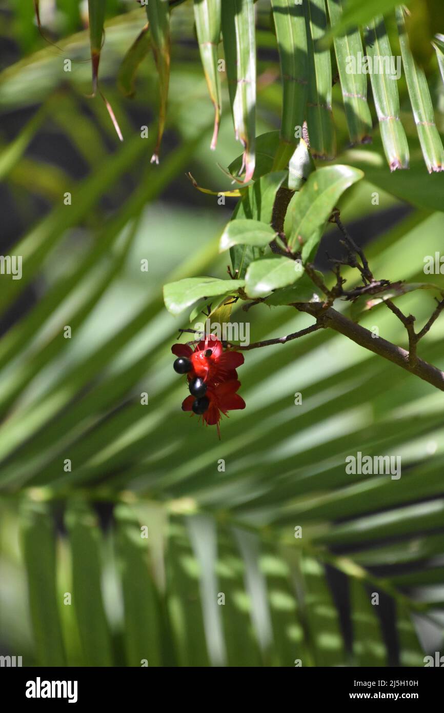 Black berries on a flower on a bush in Aruba Stock Photo - Alamy