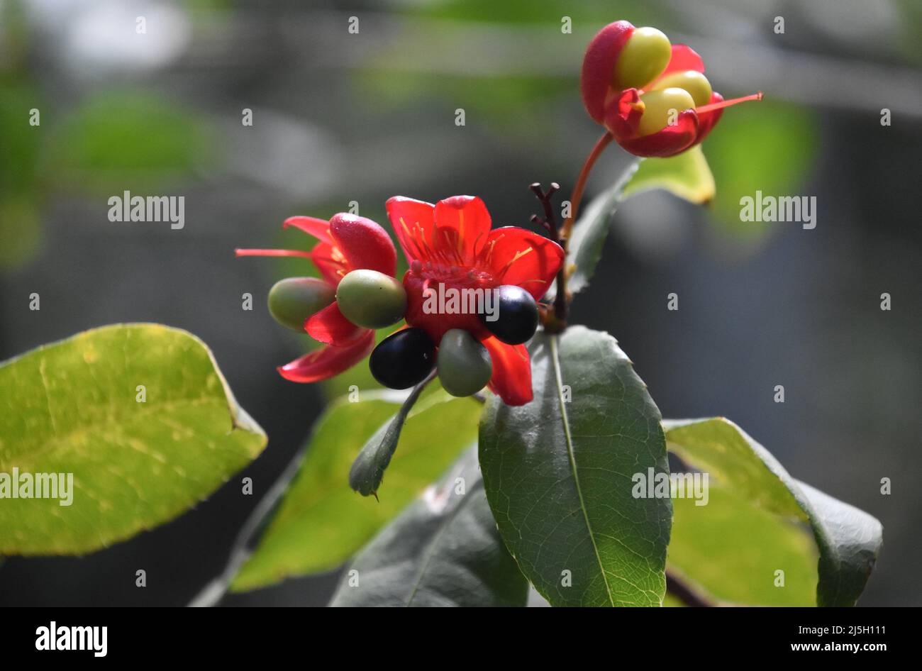 Tropical plant with flowering red blossoms with seed pods that look ...