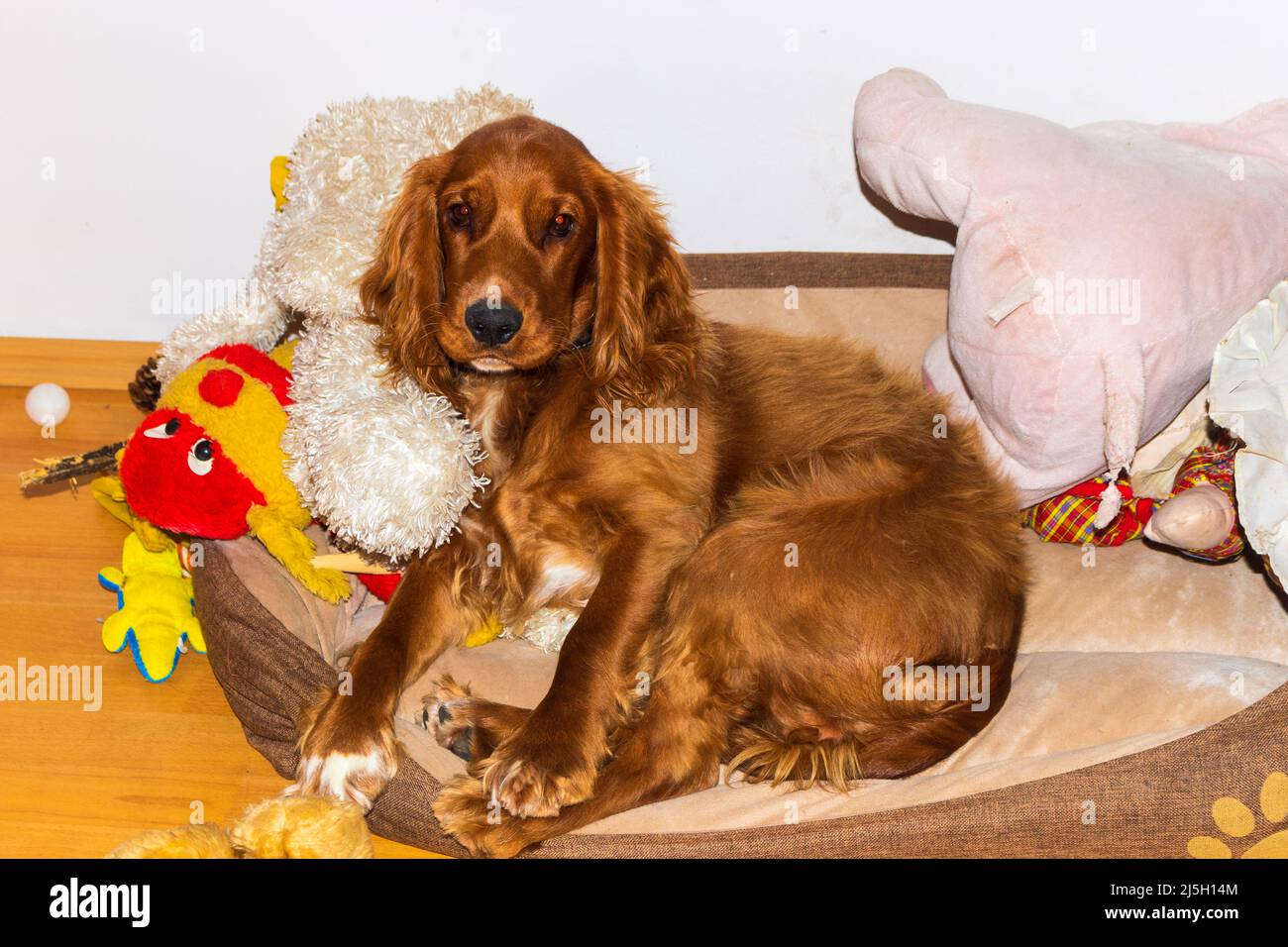 Cute puppy seven month old English Cocker Spaniel staying in his bed ...