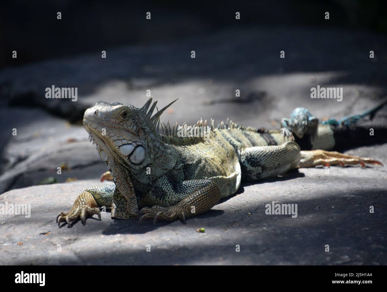 Large grey iguana with a smaller lizard crawling over his tail Stock ...