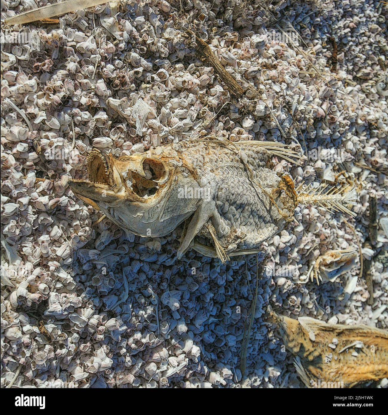 Death and Decay in the Salton Sea, California Stock Photo - Alamy