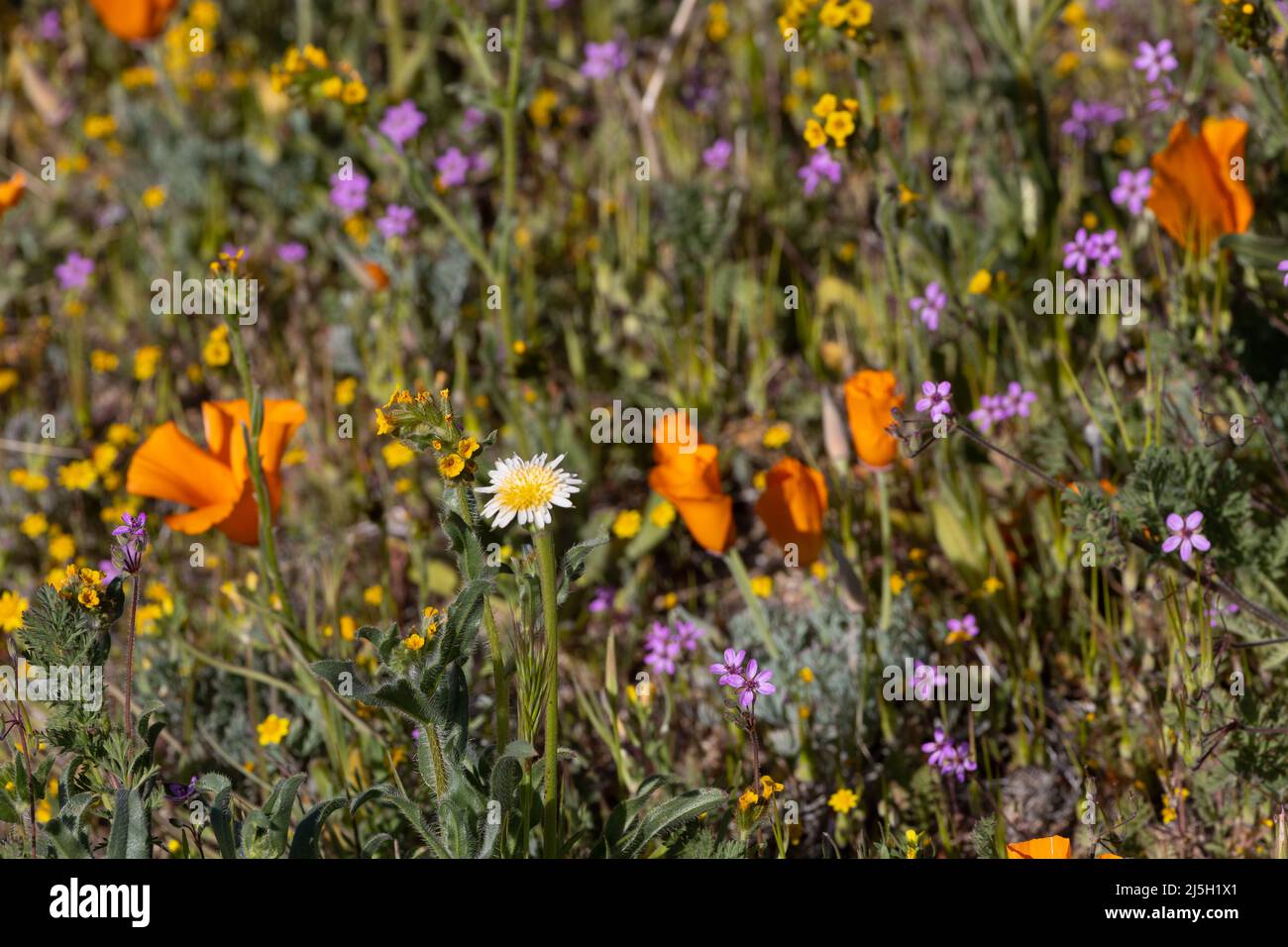 Lone daisy among other California wildflowers Stock Photo - Alamy