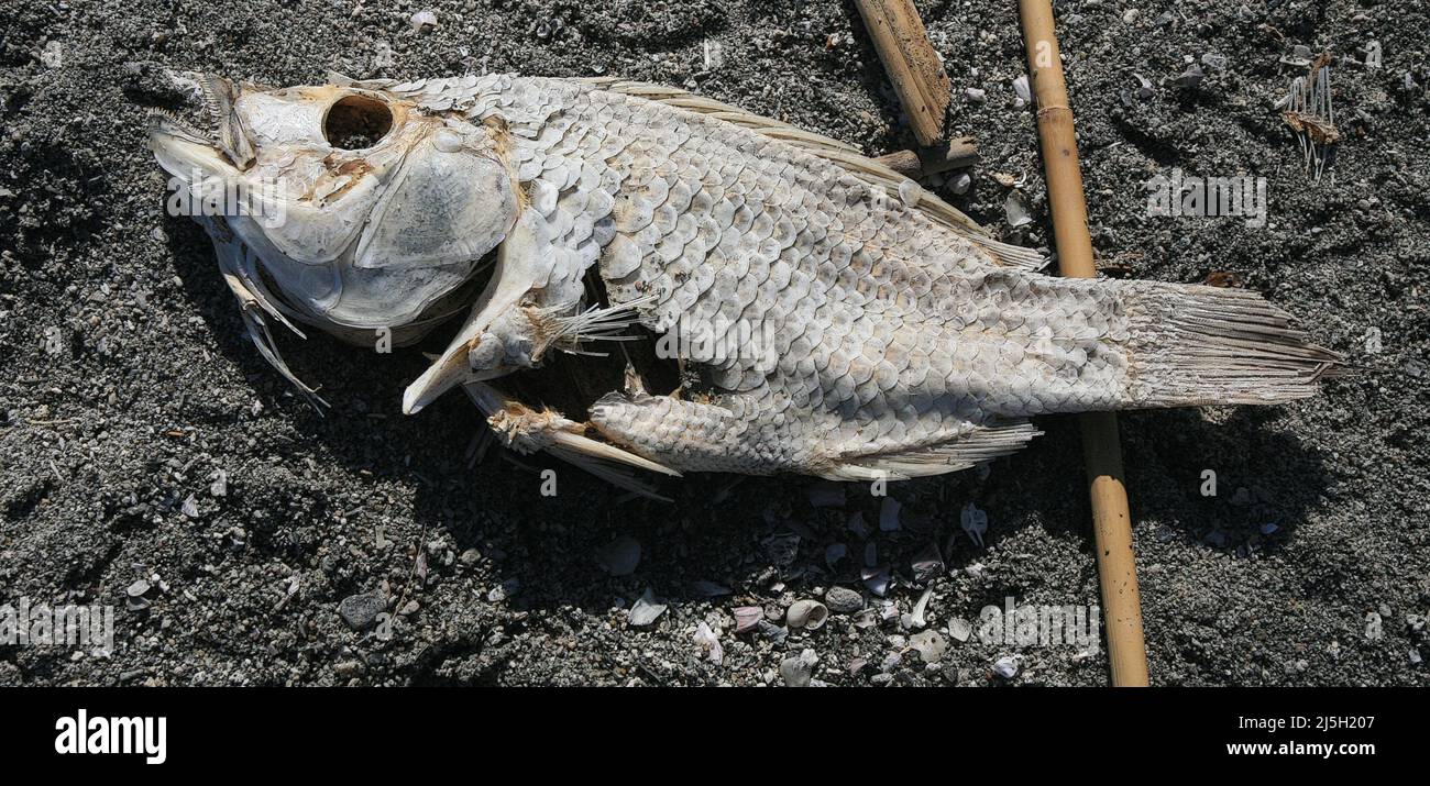 Fish kill offs hi-res stock photography and images - Alamy