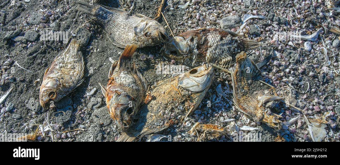 Death and Decay in the Salton Sea, California Stock Photo - Alamy