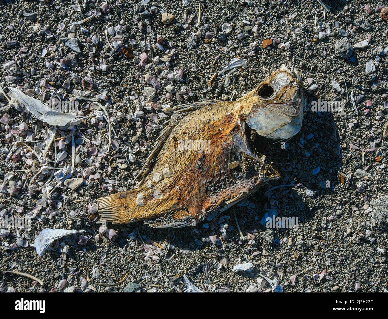 Death and Decay in the Salton Sea, California Stock Photo - Alamy