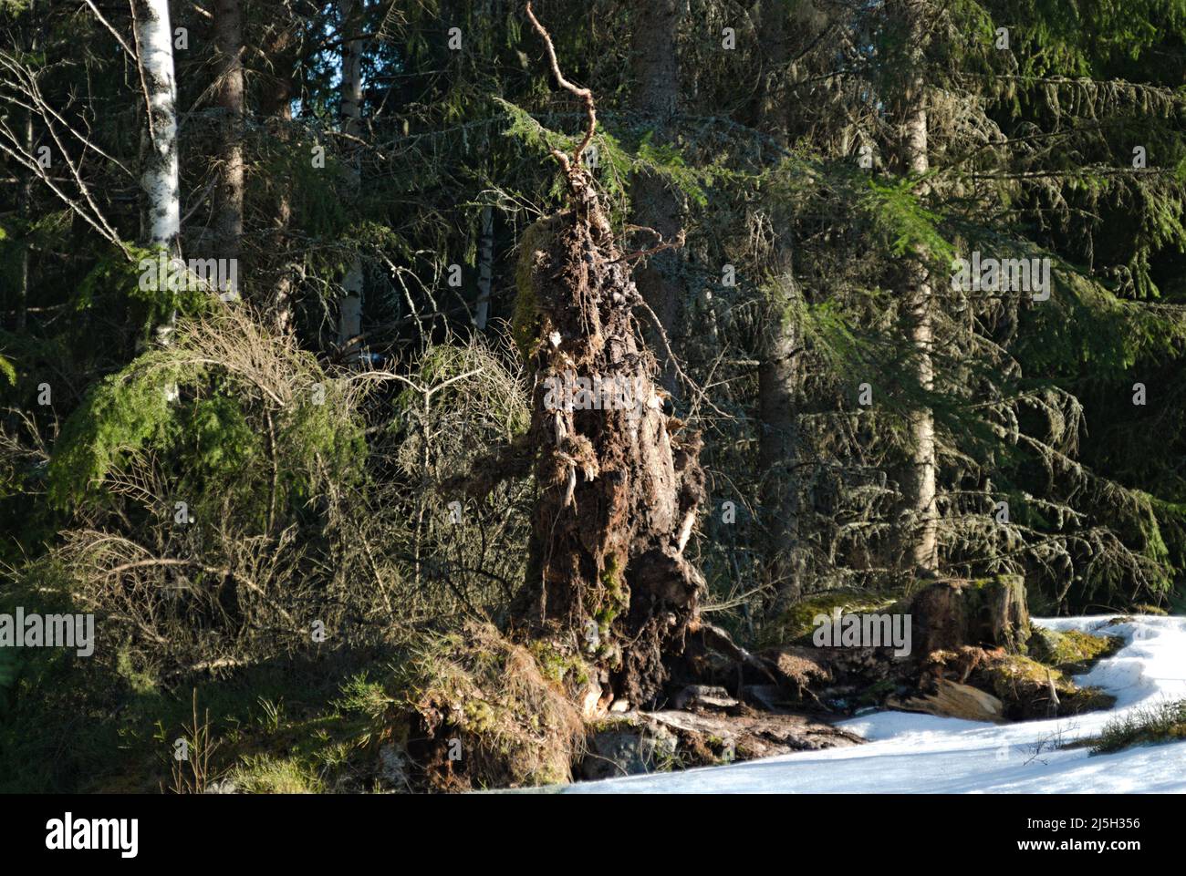 An old broken down tree Stock Photo - Alamy
