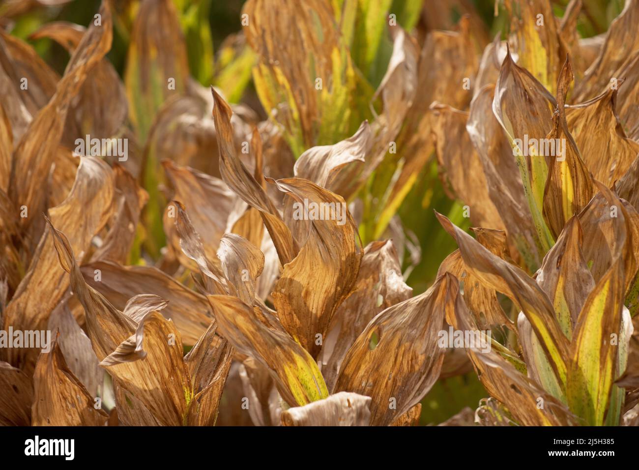 Brown marcescent simple alternate ovate leaves of Veratrum Californicum ...