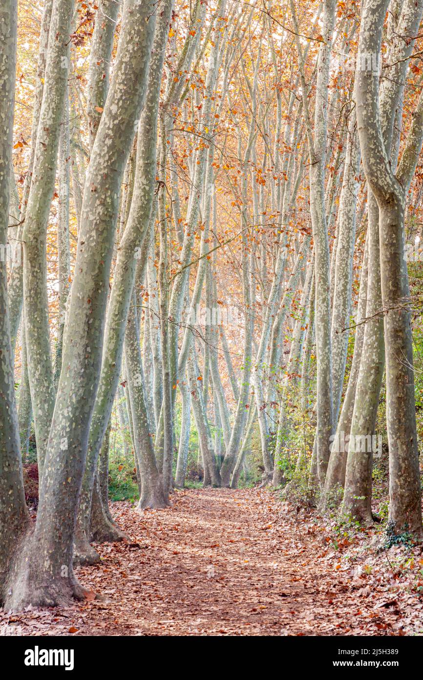 Els Gallecs, Natural Reserve, Mollet del Vallés Vallés Oriental ...