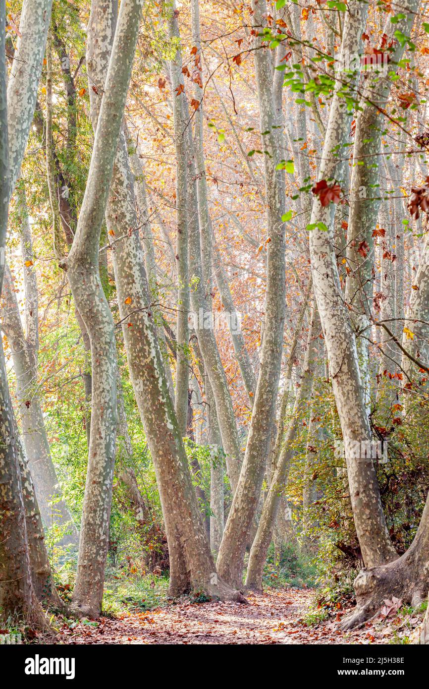 Els Gallecs, Natural Reserve, Mollet del Vallés Vallés Oriental ...